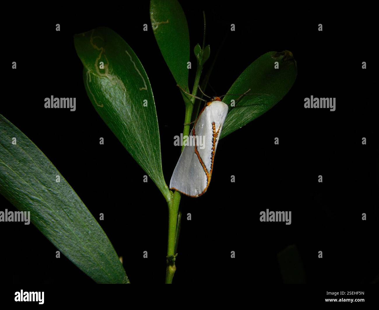 Orange-rimmed Satin Moth (Thalaina selenaea), Insecta, Hobart TAS ...