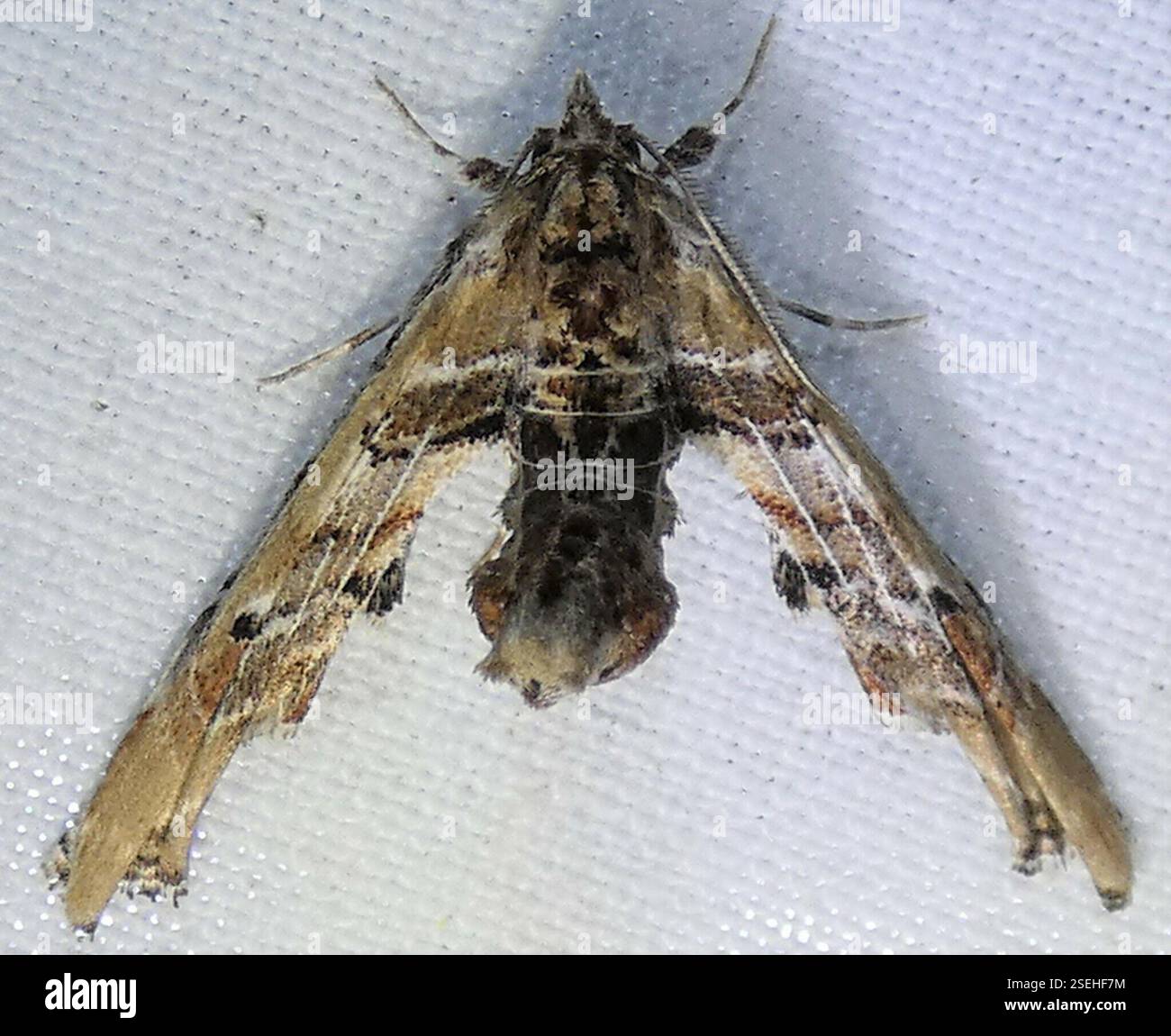 Light Marathyssa Moth (Marathyssa basalis), Insecta, River Rd. Preserve ...