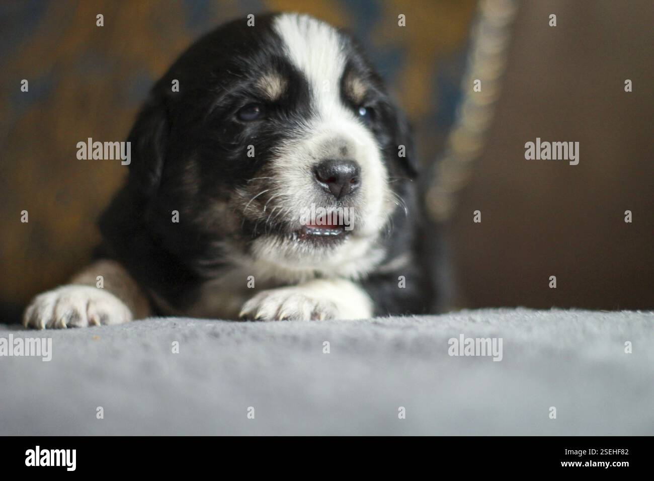 Portrait of small puppy dog lying and sleeping on white background ...