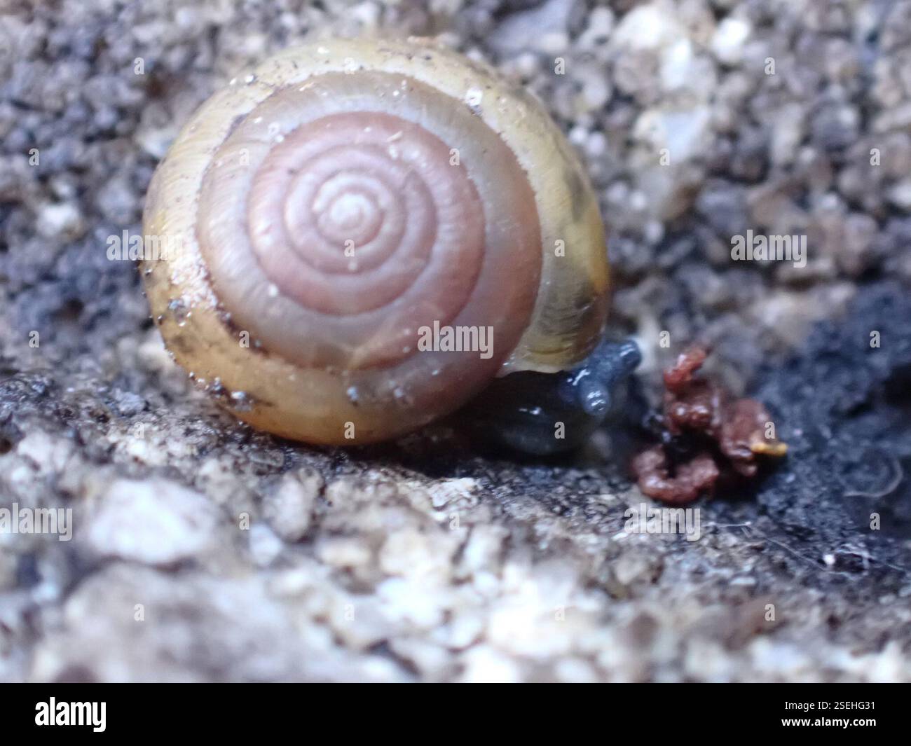 Asian Tramp Snail (Bradybaena similaris), Mollusca, North Carolina, US Stock Photo - Alamy