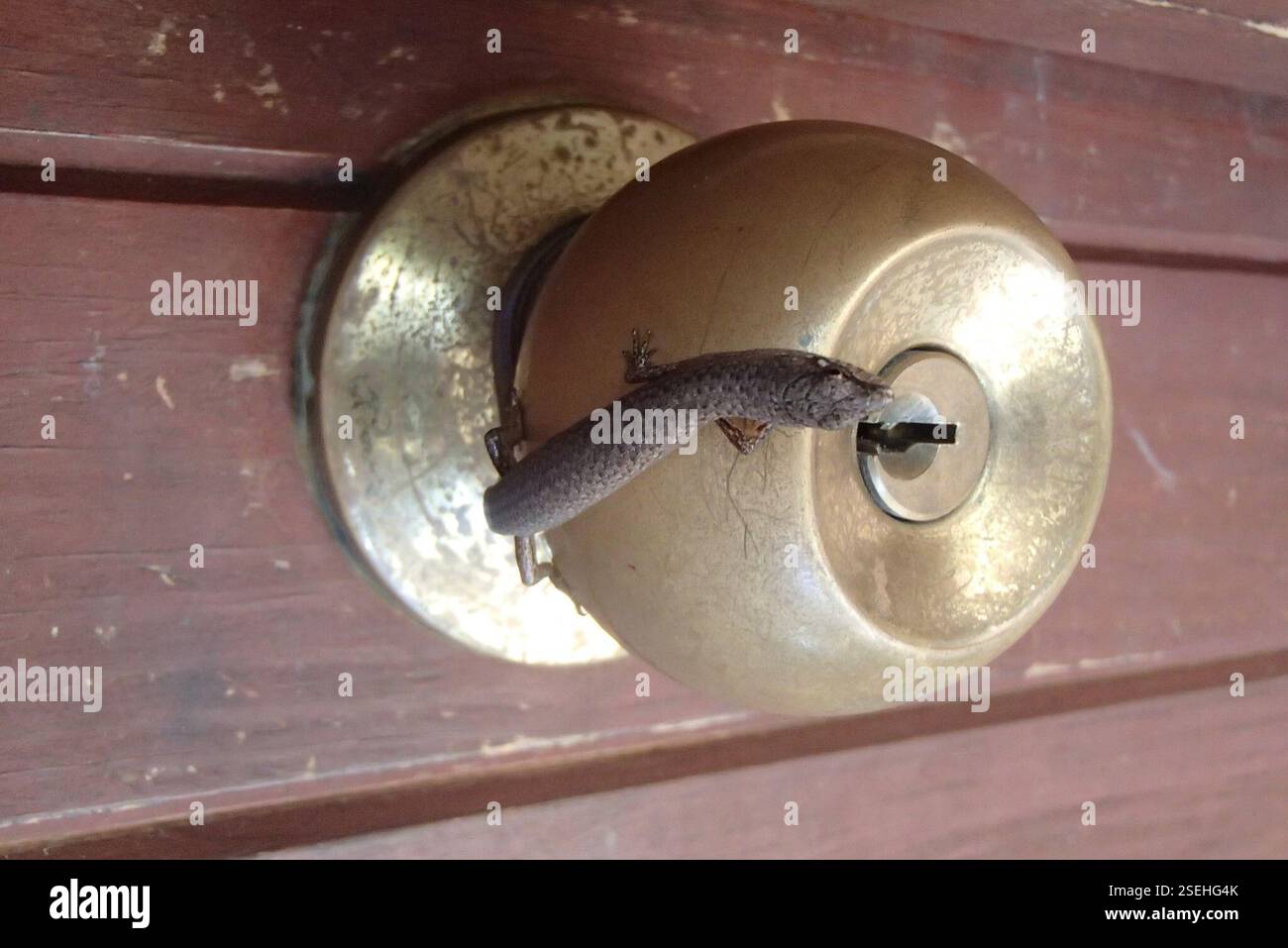 Weasel Shadeskink (Saproscincus mustelinus), Reptilia, 62 Railway ...