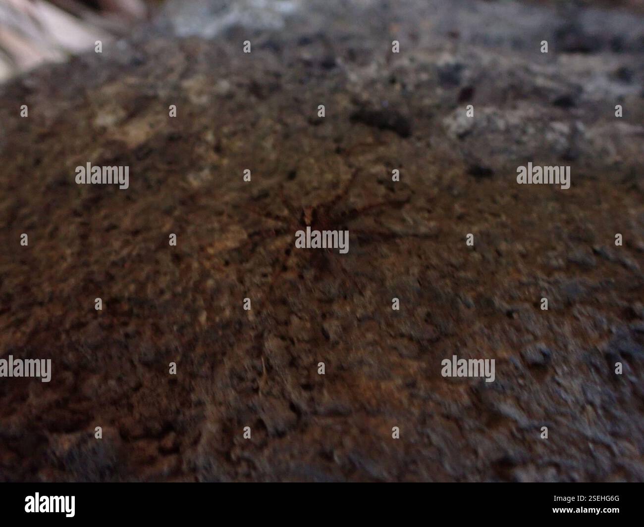 Spiders (Araneae), Arachnida, Cooktown QLD 4895, Australia Stock Photo ...