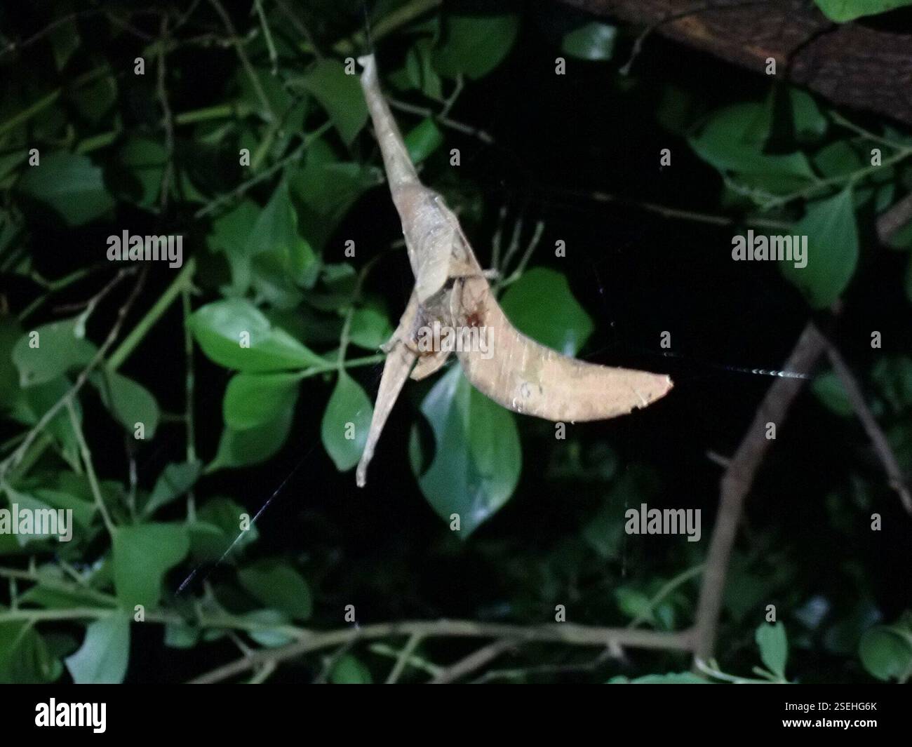 Spiders (Araneae), Arachnida, Cooktown QLD 4895, Australia Stock Photo ...