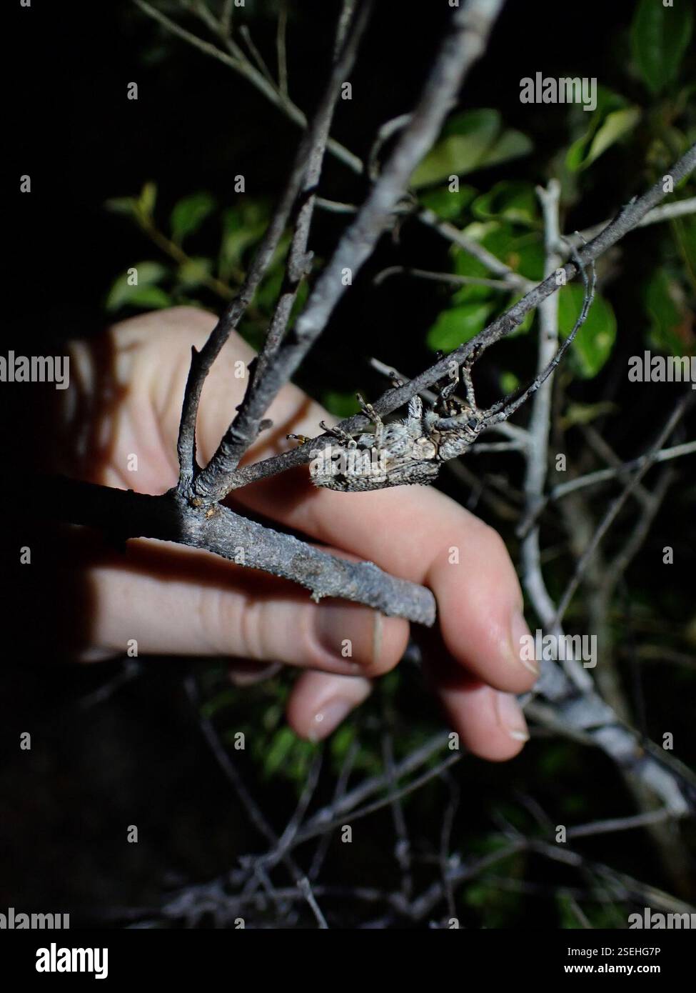 Longhorn Beetles (Cerambycidae), Insecta, Cooktown QLD 4895, Australia ...