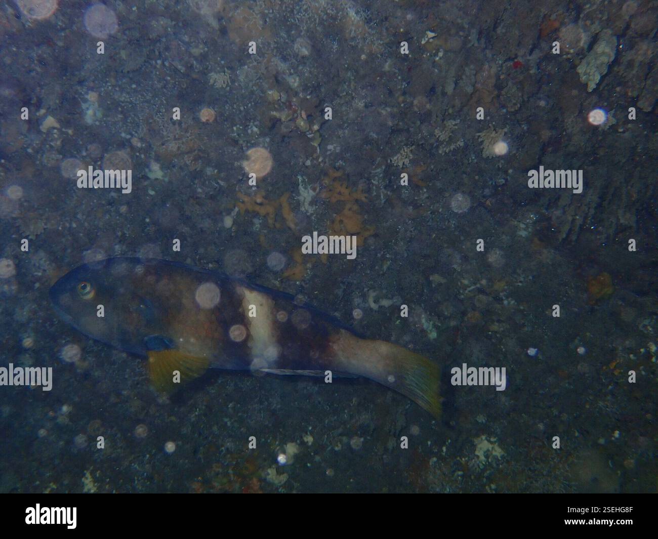 Bluethroat Wrasse (Notolabrus tetricus), Actinopterygii, Queenscliffe ...
