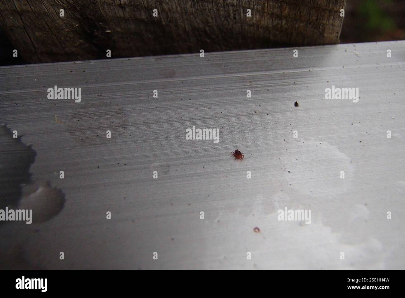Snout Mites (Bdellidae), Arachnida, 62 Railway Parade, Wentworth Falls ...