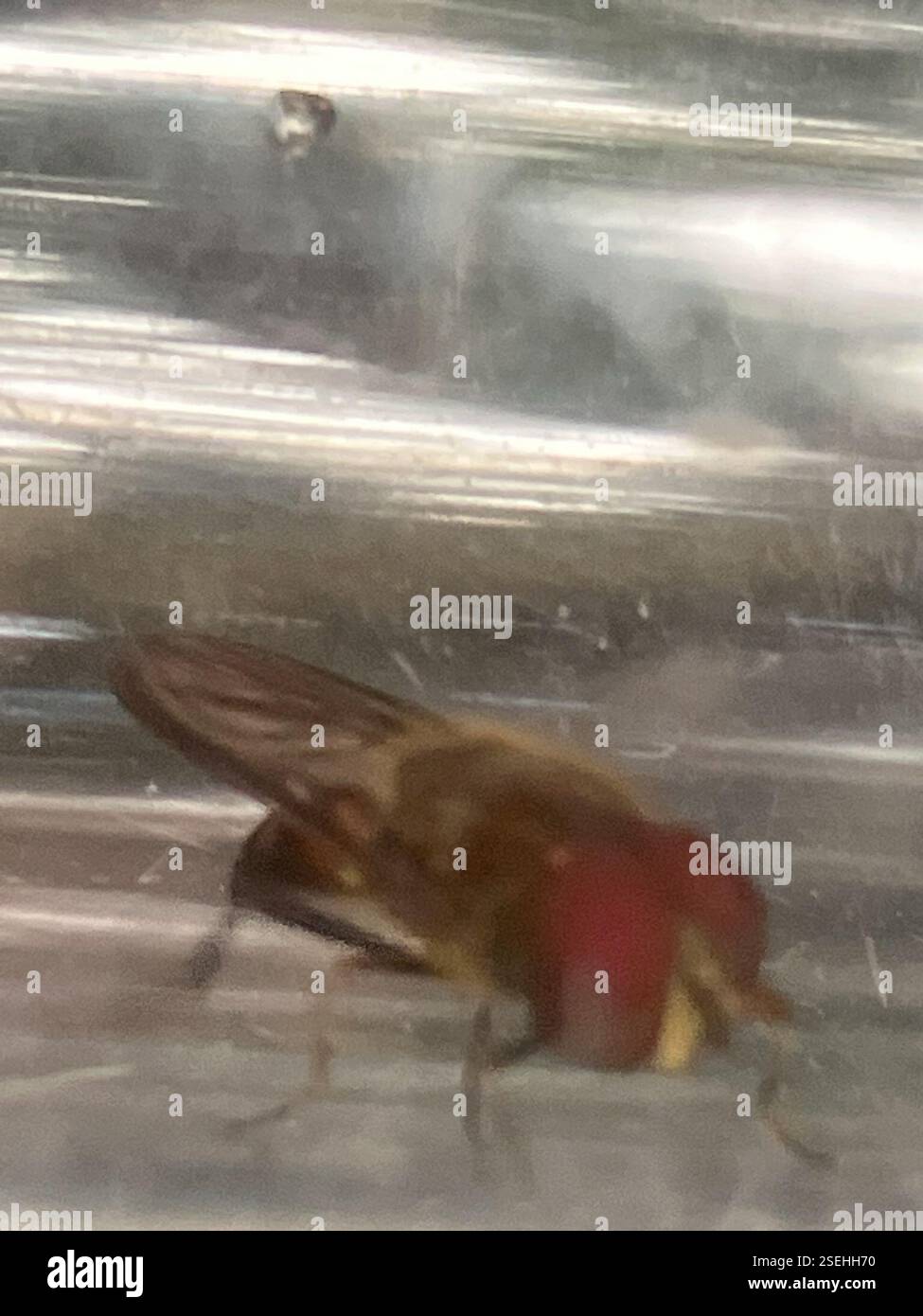 Hover Flies (Syrphidae), Insecta, Saint Peter, MS Stock Photo - Alamy