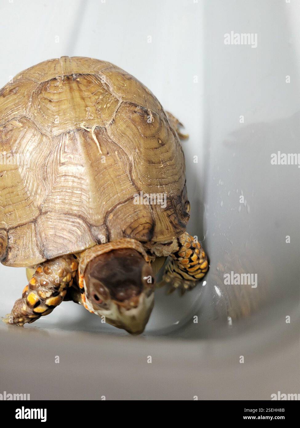 Three-toed Box Turtle (Terrapene triunguis), Reptilia, Texas, US Stock ...