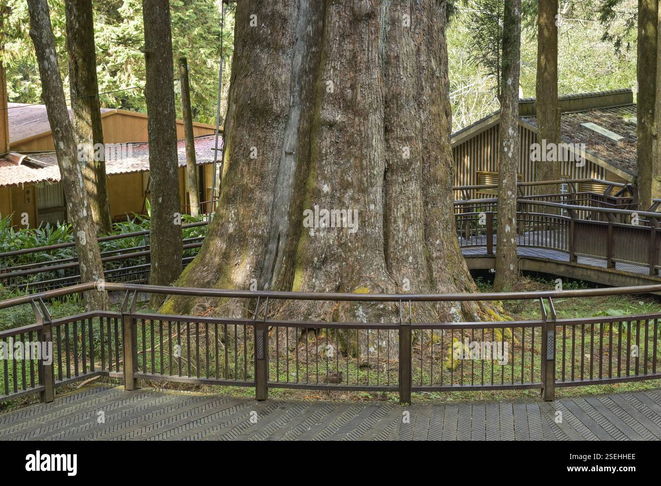 Giant cypress tree hi-res stock photography and images - Alamy