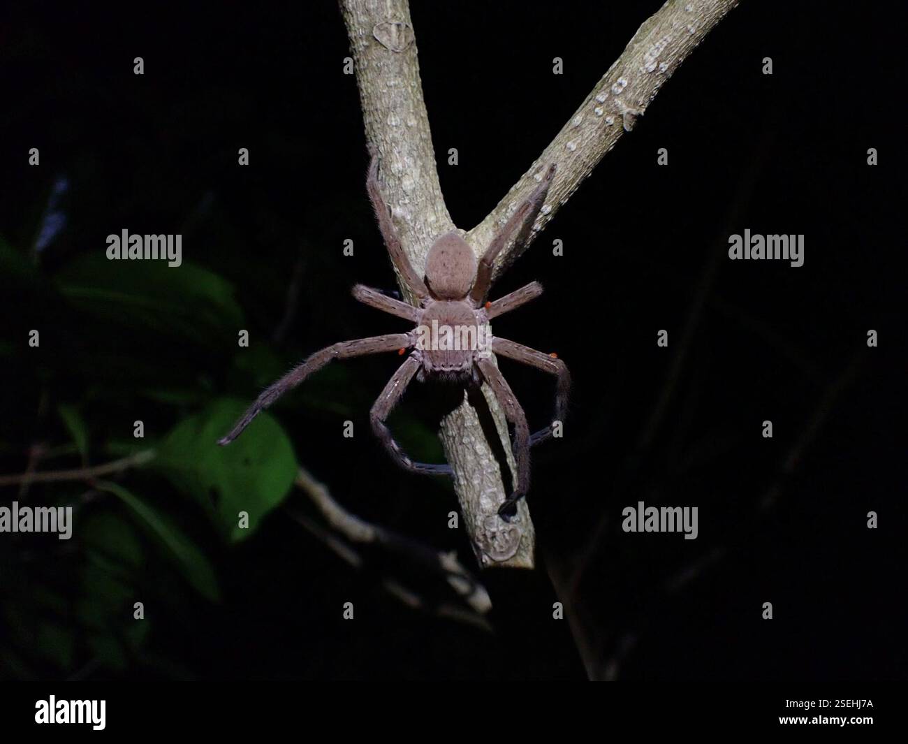 Badge Huntsman Spiders (Neosparassus), Arachnida, Cooktown QLD 4895 ...