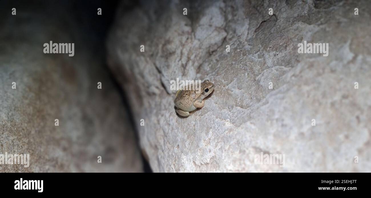 Desert Tree Frog (Litoria rubella), Amphibia, Flinders Ranges SA 5434 ...