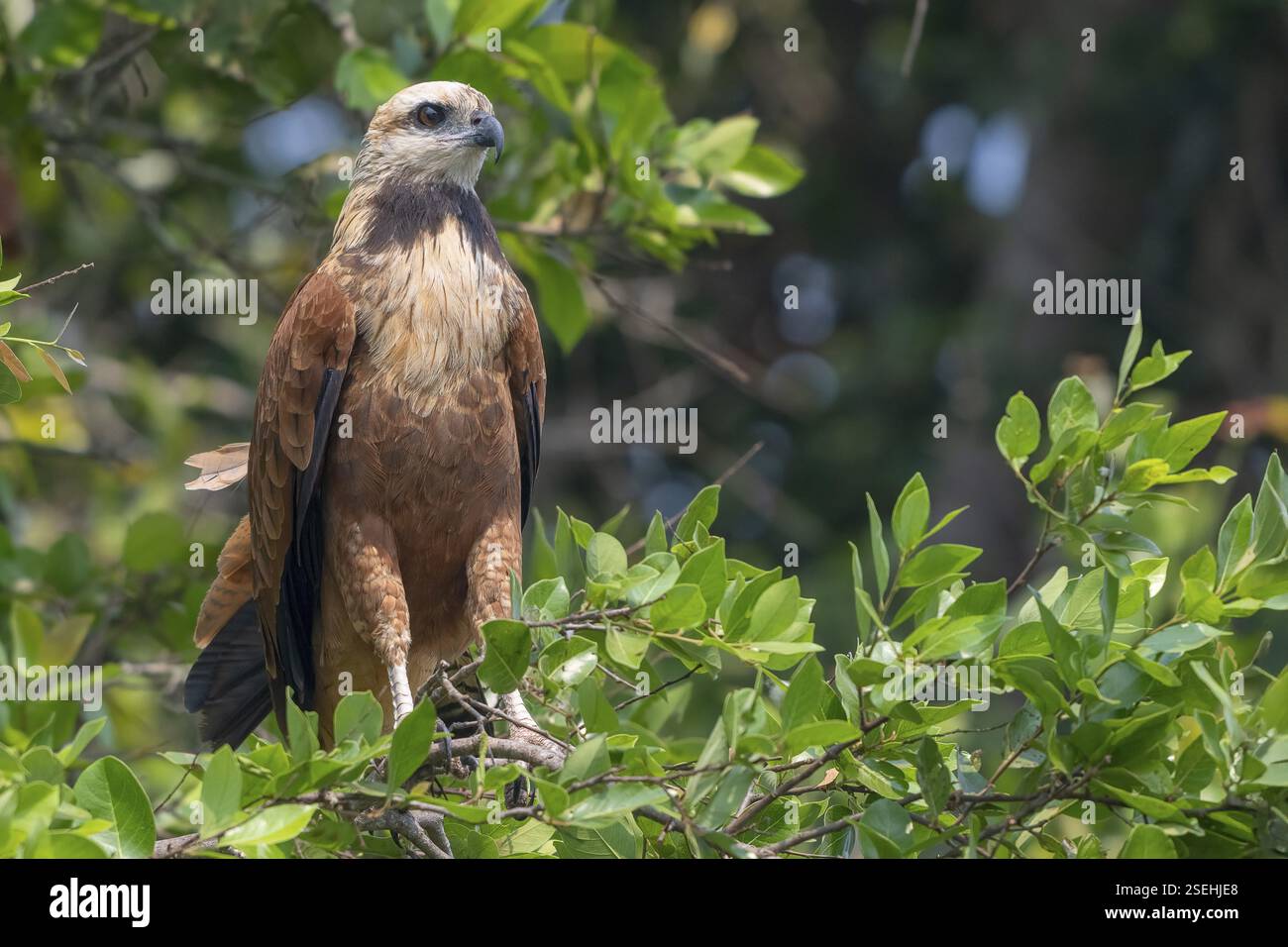 Fish Buzzard (Busarellus nigricollis), Pantanal, inland, wetland ...