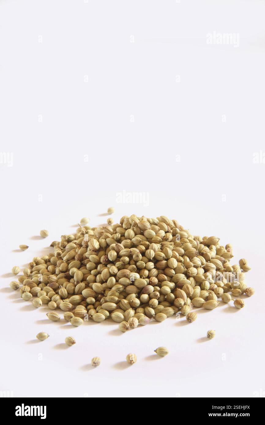 Indian spice, Coriander seeds Dhania Coriandum sativum on white background Stock Photo - Alamy