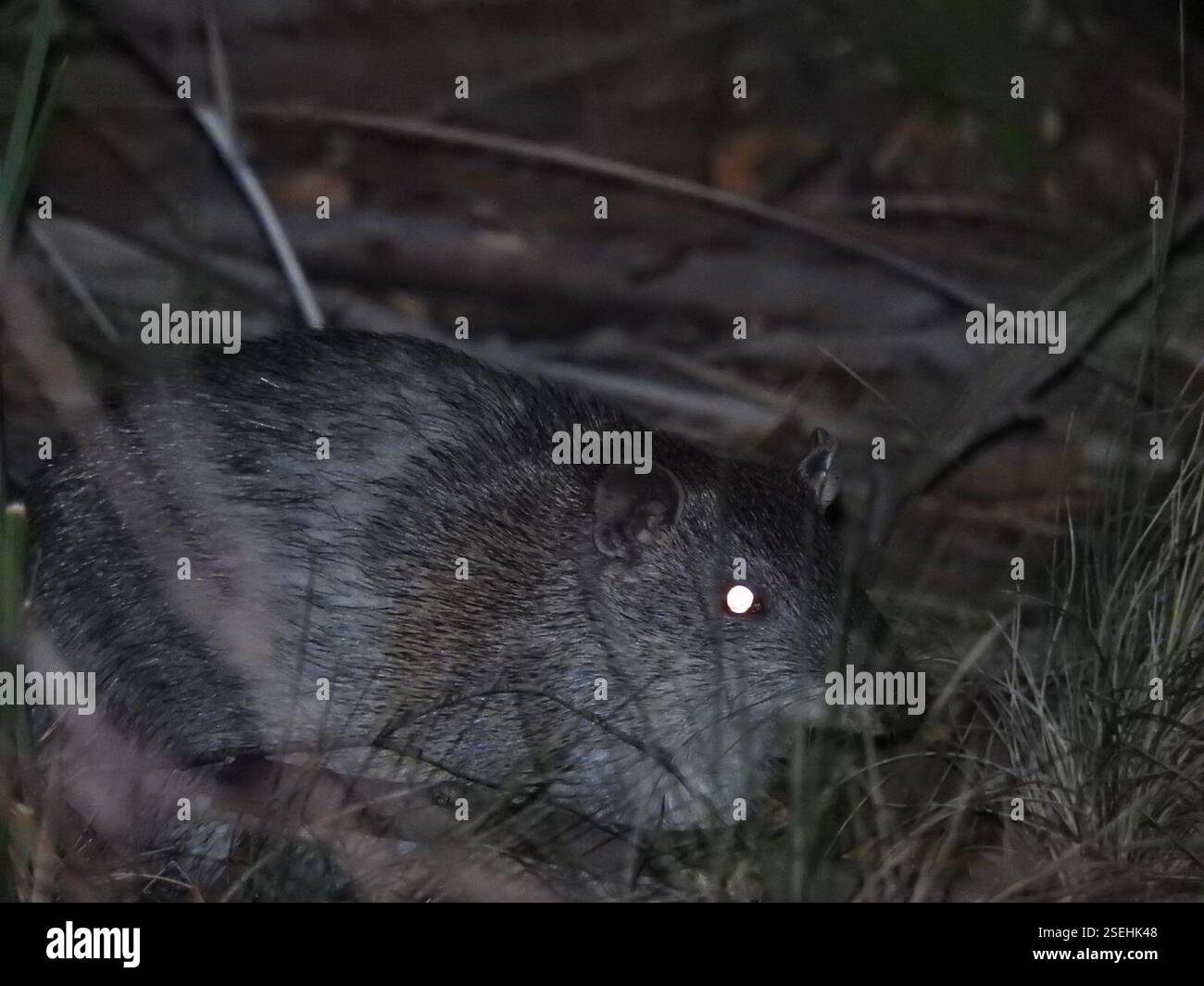 Southern Brown Bandicoot (Isoodon obesulus), Mammalia, Hobart TAS ...