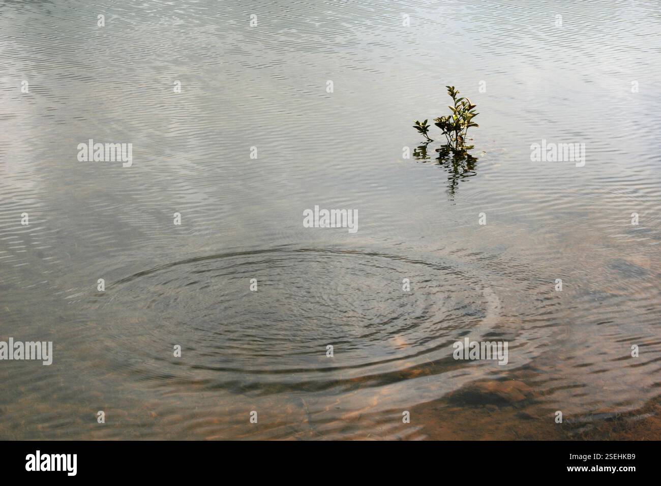Small tender plant and big round ripple in Mulshi Lake, Pune ...