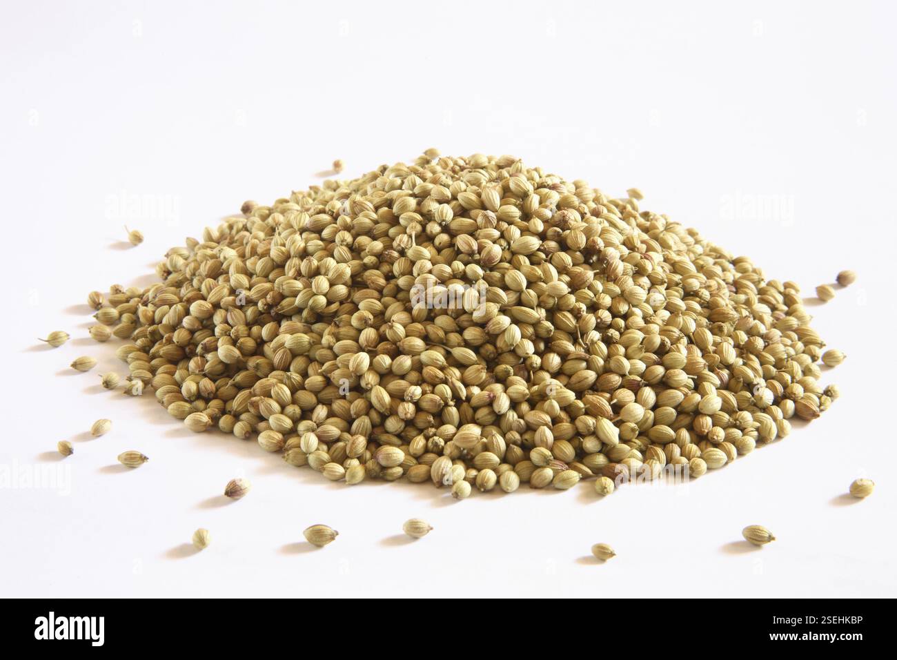 Indian spice, Coriander seeds Dhania Coriandum sativum on white background Stock Photo - Alamy