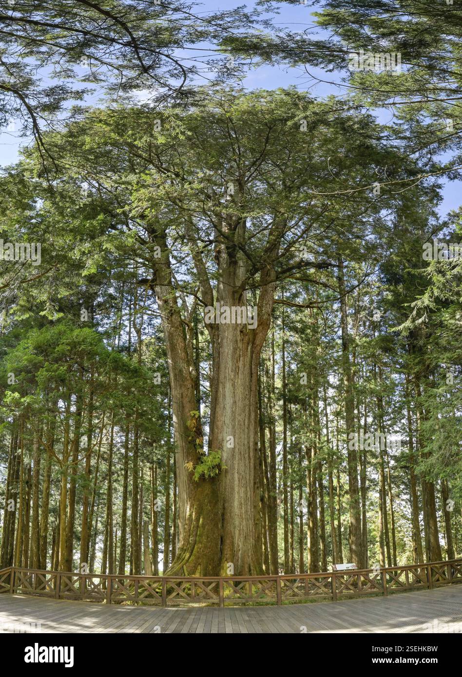 The Thousand Year Cypress, Alishan National Forest Recreation Area ...