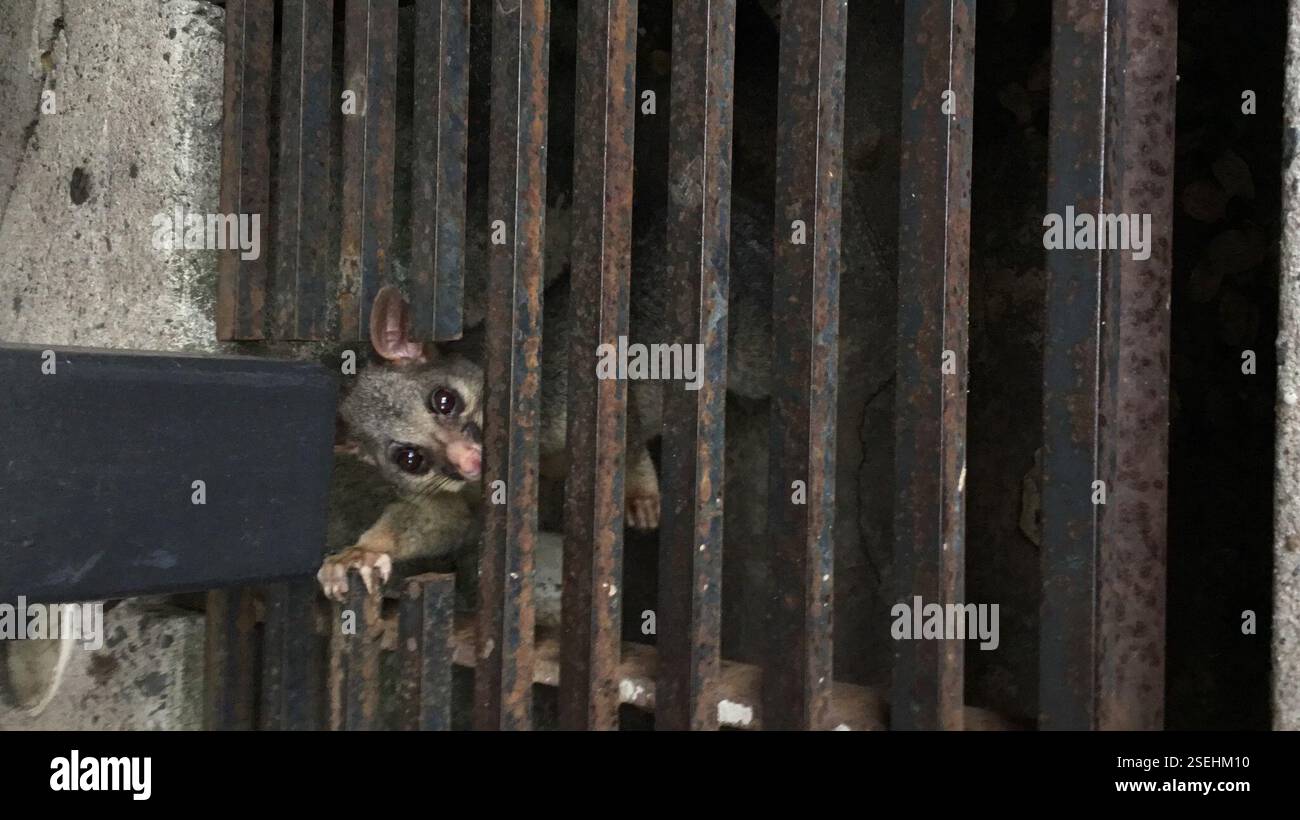 Common Brushtail Possum (Trichosurus vulpecula), Mammalia, South Bank ...