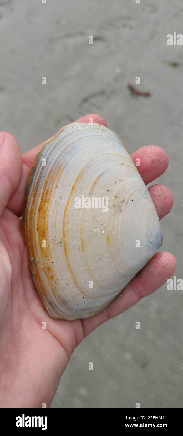 Southern Tuatua (Paphies donacina), Mollusca, Kaunihera a-Rohe o ...