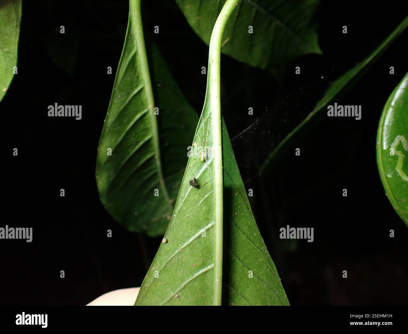 Mirror-ball Spiders (Thwaitesia), Arachnida, Wongabel QLD 4883 ...