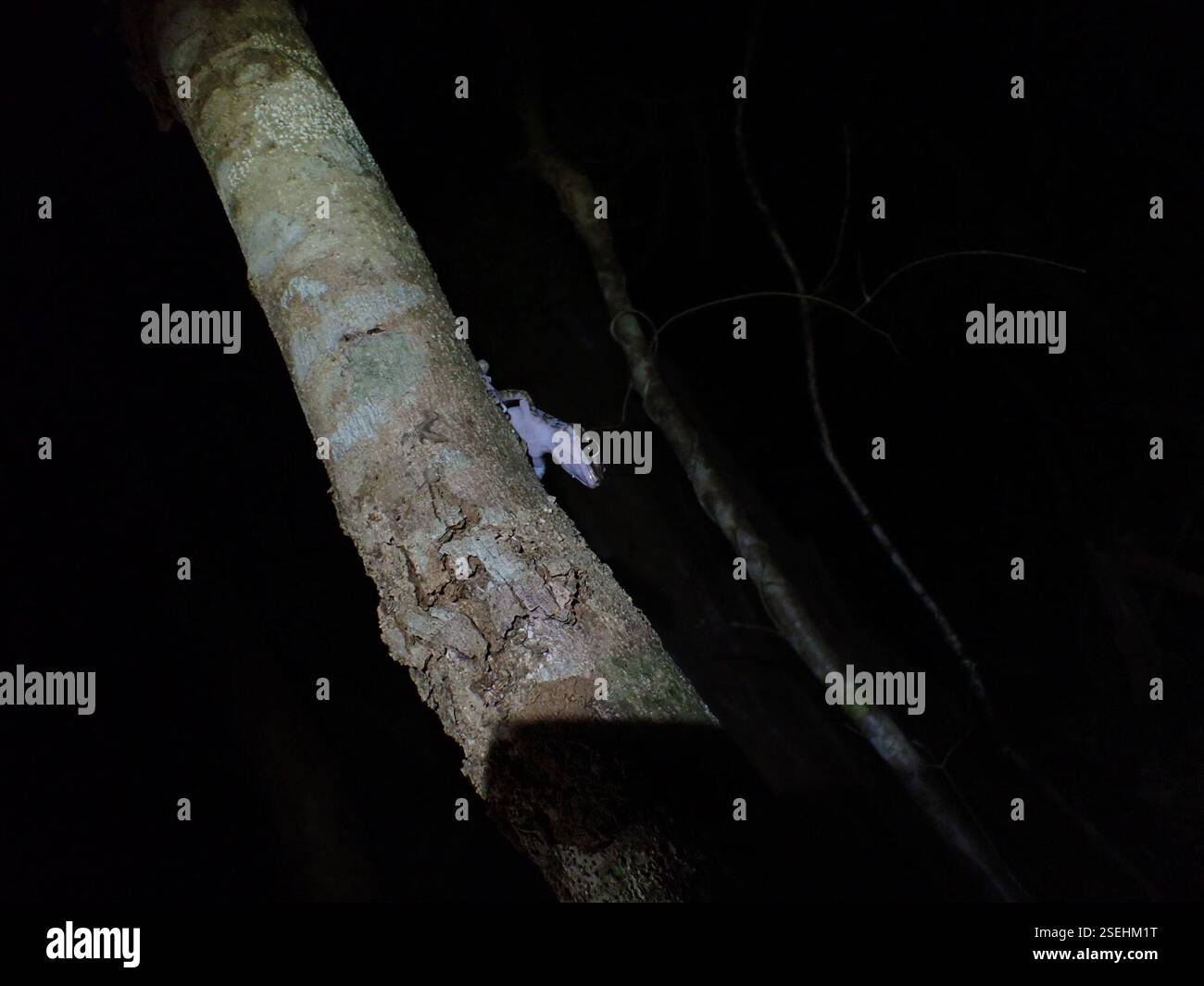 Tuberculated Ring-tailed Gecko (Cyrtodactylus tuberculatus), Reptilia ...