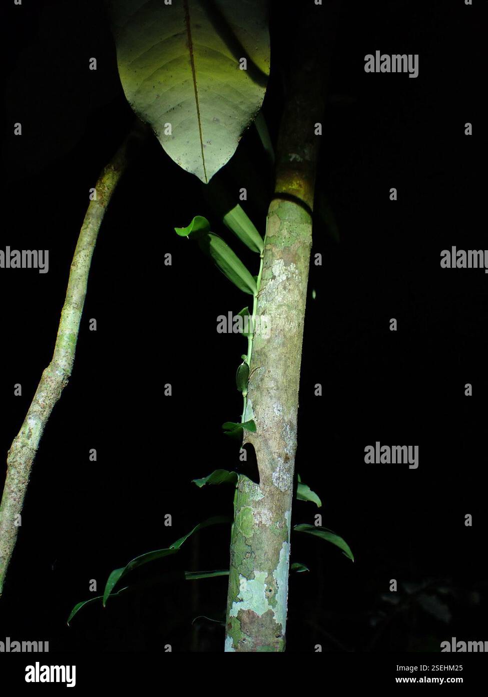 candle vine (Pothos longipes), Plantae, Wongabel QLD 4883, Australia ...