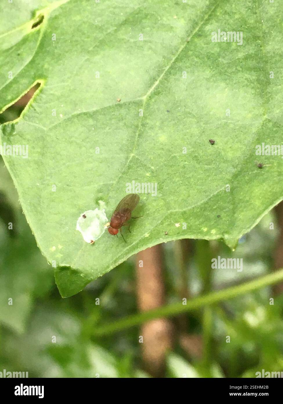 Small Fruit Flies (Drosophila), Insecta, Variante Tabio - Tenjo, Tabio ...