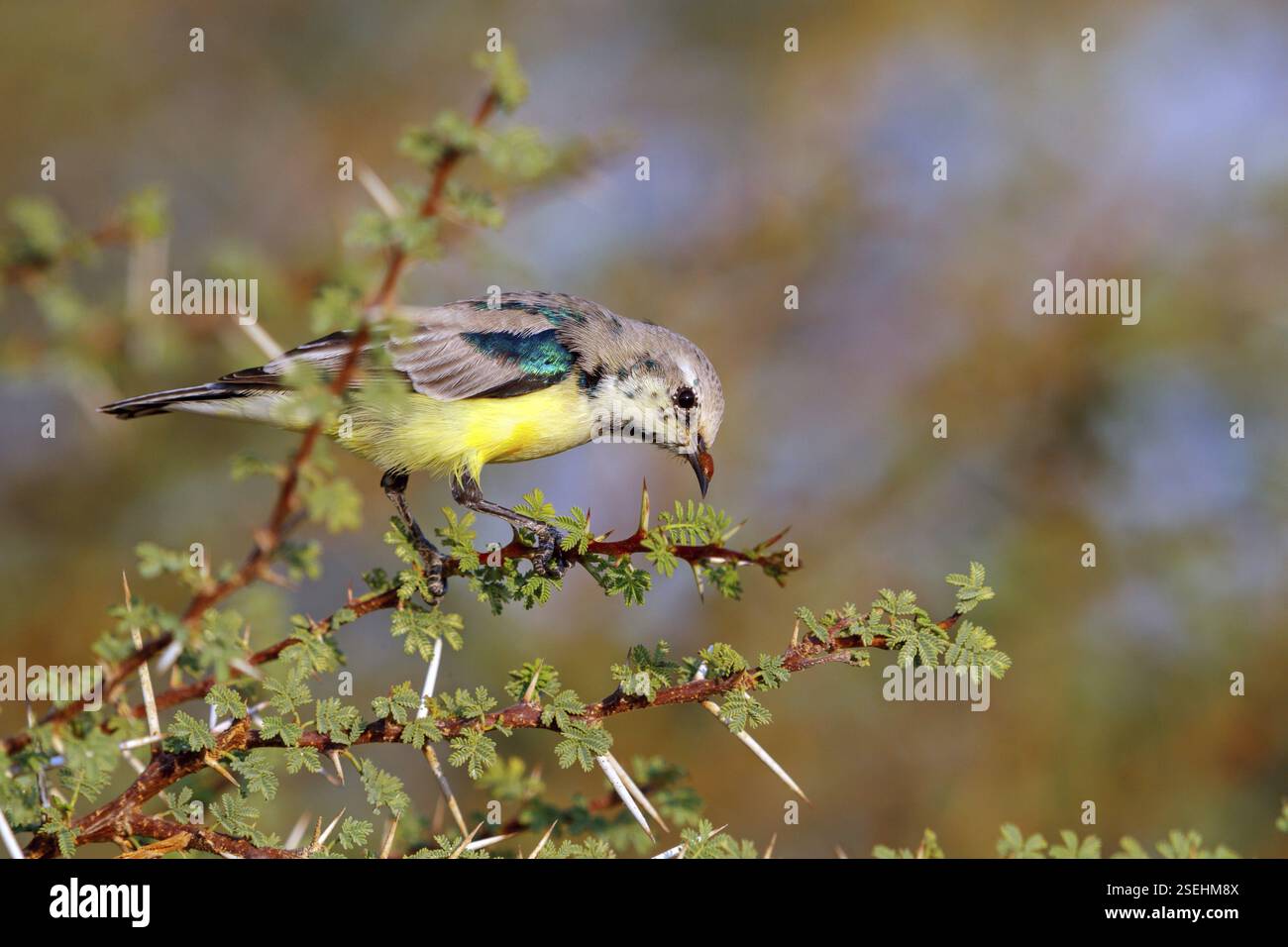 Honeybird, (Anthodiaeta metallica), perching bird, honey sucker, family ...