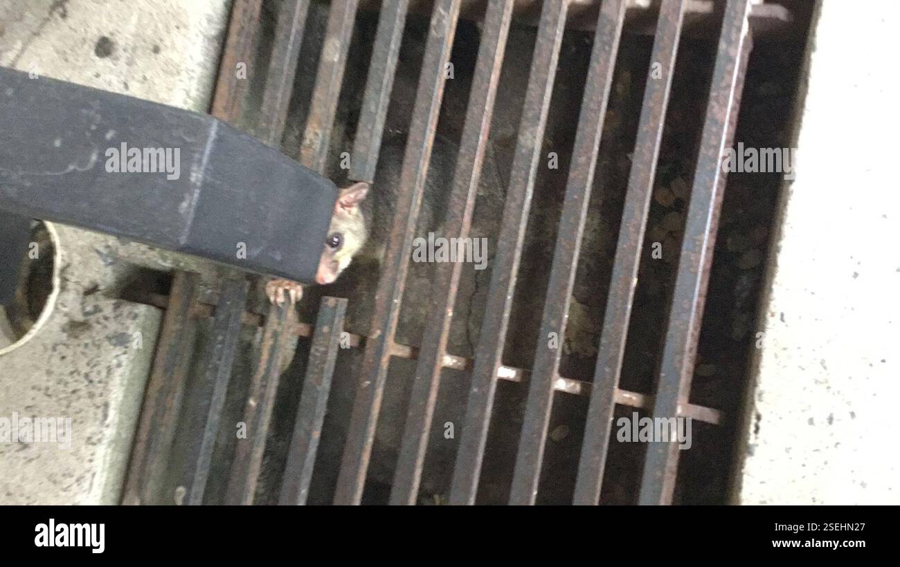 Common Brushtail Possum (Trichosurus vulpecula), Mammalia, South Bank ...