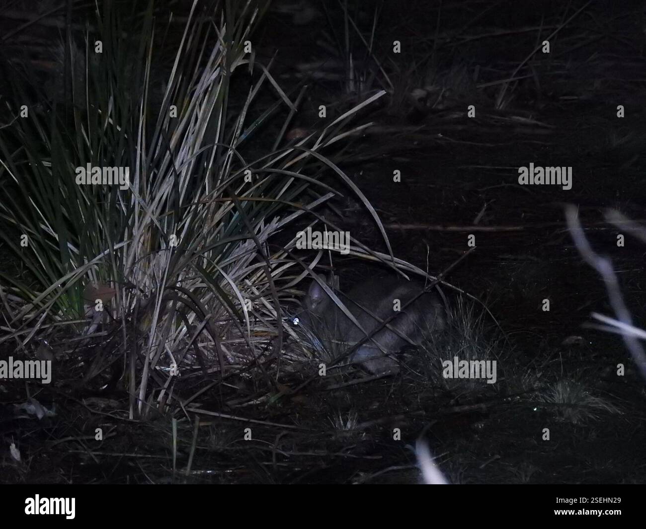 Eastern Barred Bandicoot (Perameles gunnii), Mammalia, Hobart TAS ...