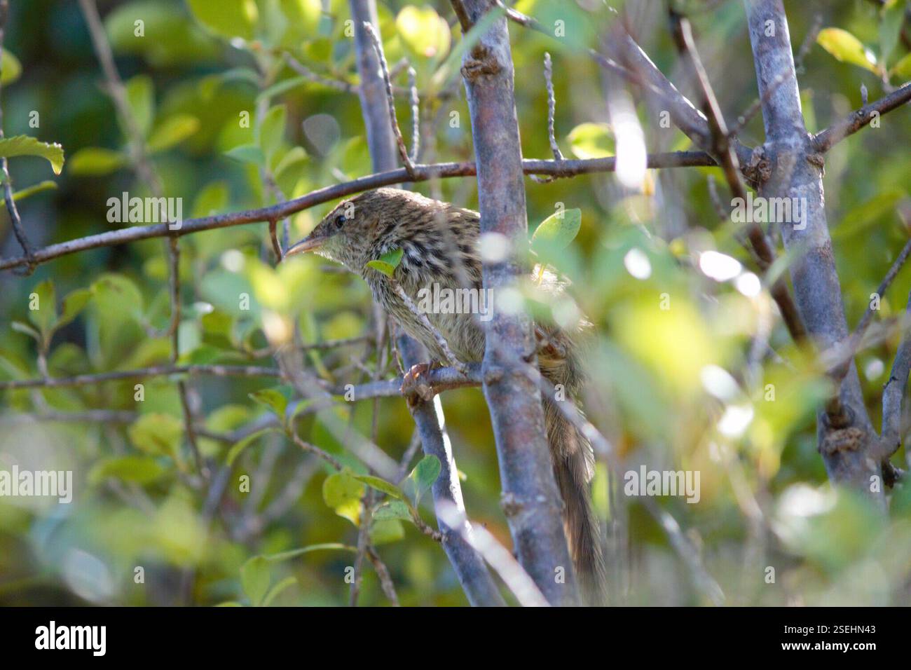 South Island Fernbird (Poodytes punctatus punctatus), Aves, Ōkārito ...