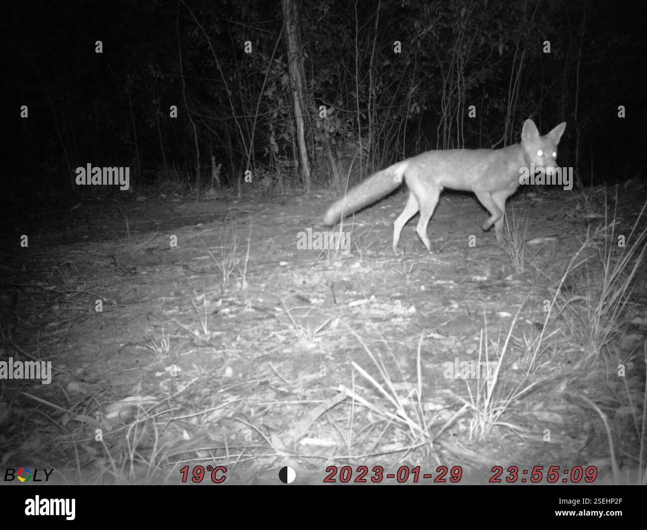 Red Fox (Vulpes vulpes), Mammalia, Bucketty NSW 2250, Australia, BMC ...