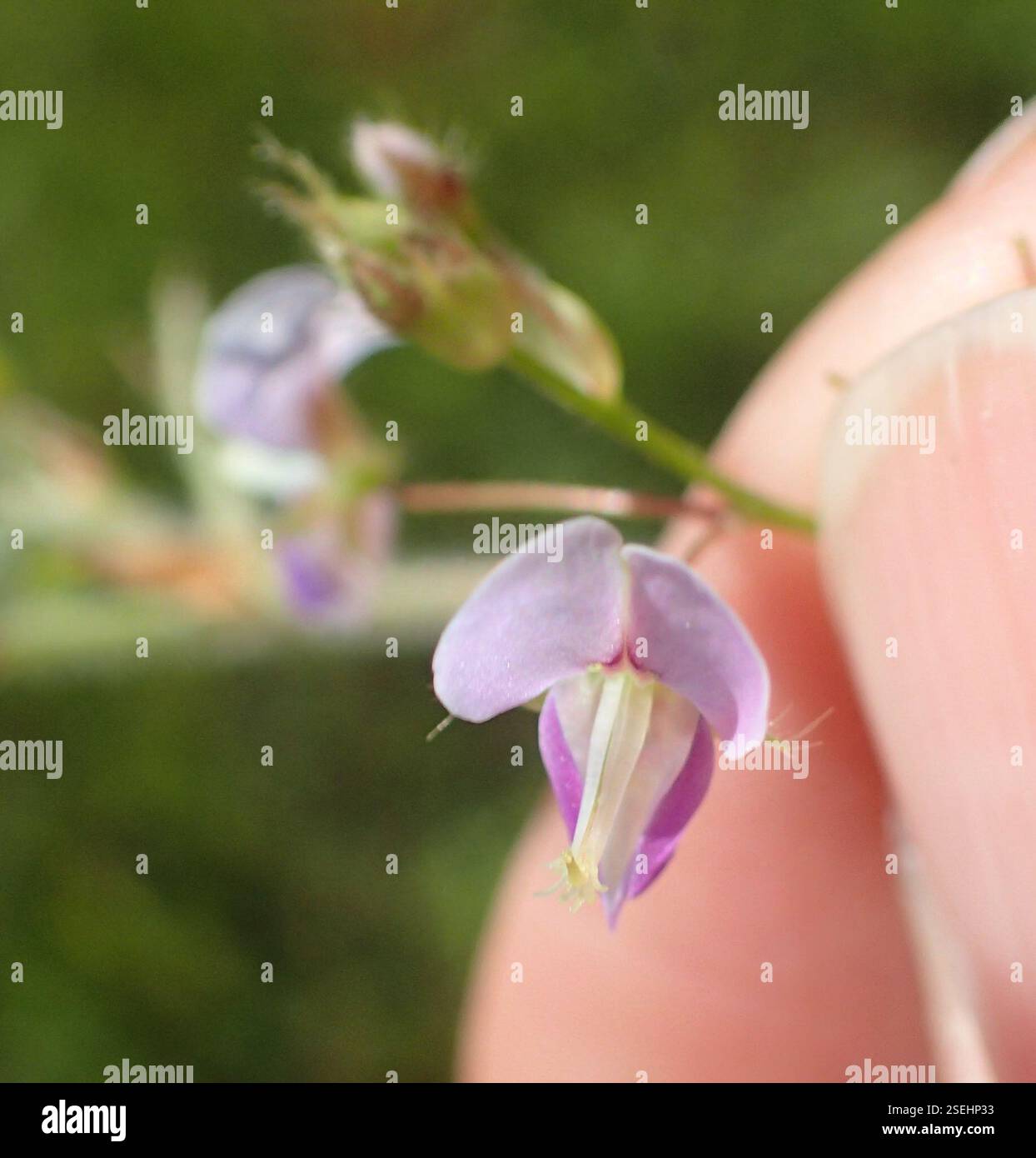 (Grona setigera), Plantae, Mgangeni, Maphephetha, South Africa, Bearing ...
