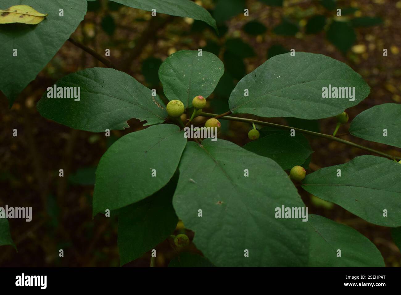 Fairy Fig (Ficus erecta), Plantae, 中国浙江省杭州市西湖区 Stock Photo - Alamy