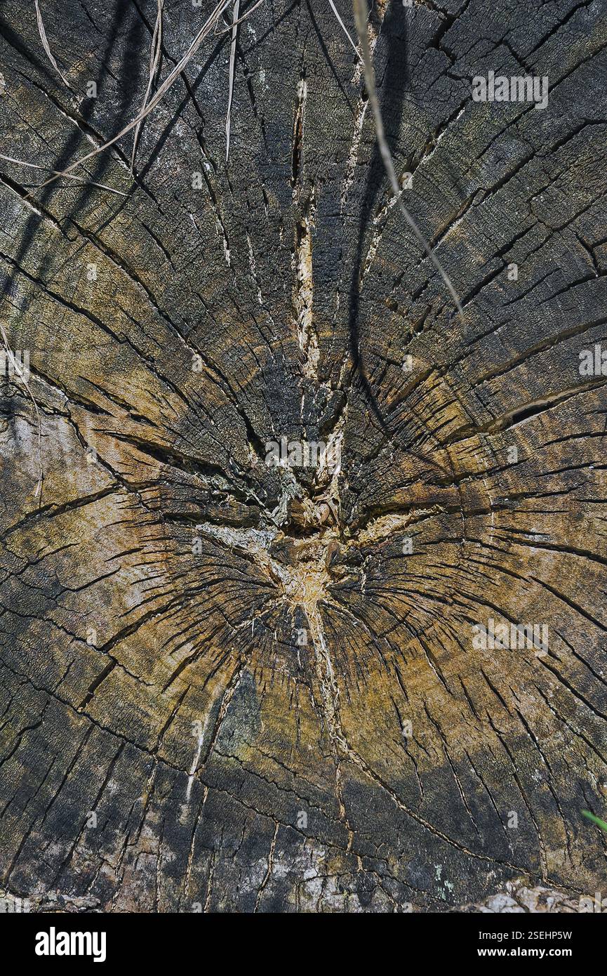 Cut surface of old tree disc with cracks, tree stump, Upper Bavaria ...