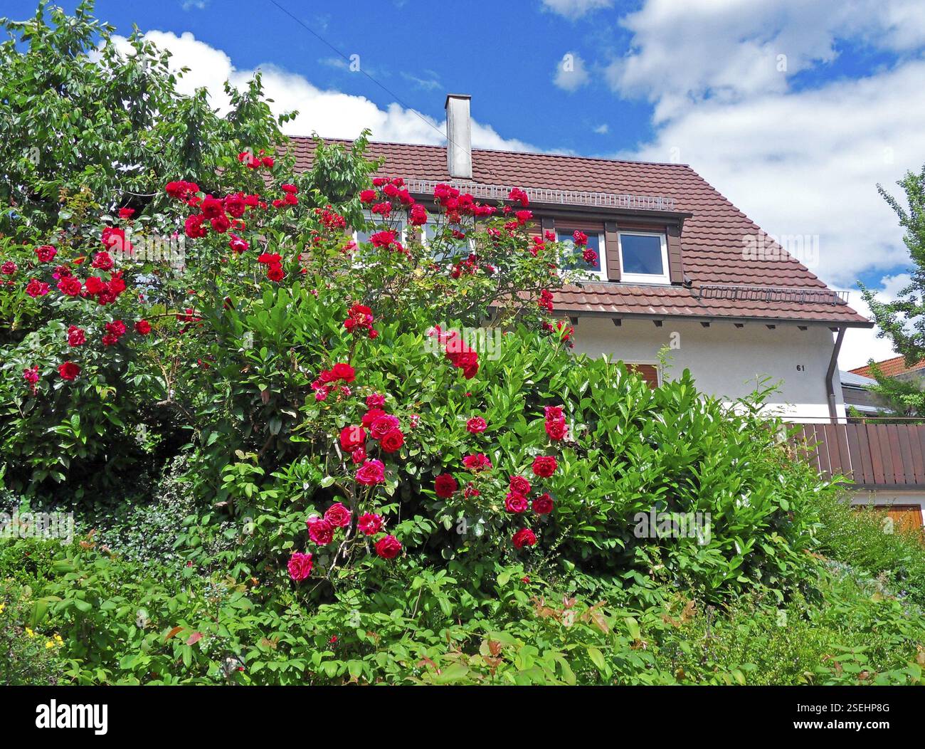 House, front garden, roses Stock Photo - Alamy