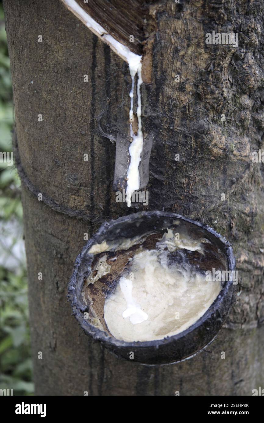Tapping of natural rubber from rubber tree, Kottayam, Kerala, India ...