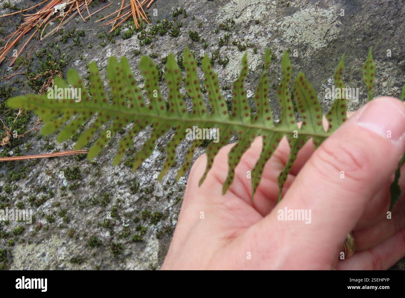 rock polypody (Polypodium virginianum), Plantae, Rocky Hill Sanctuary ...