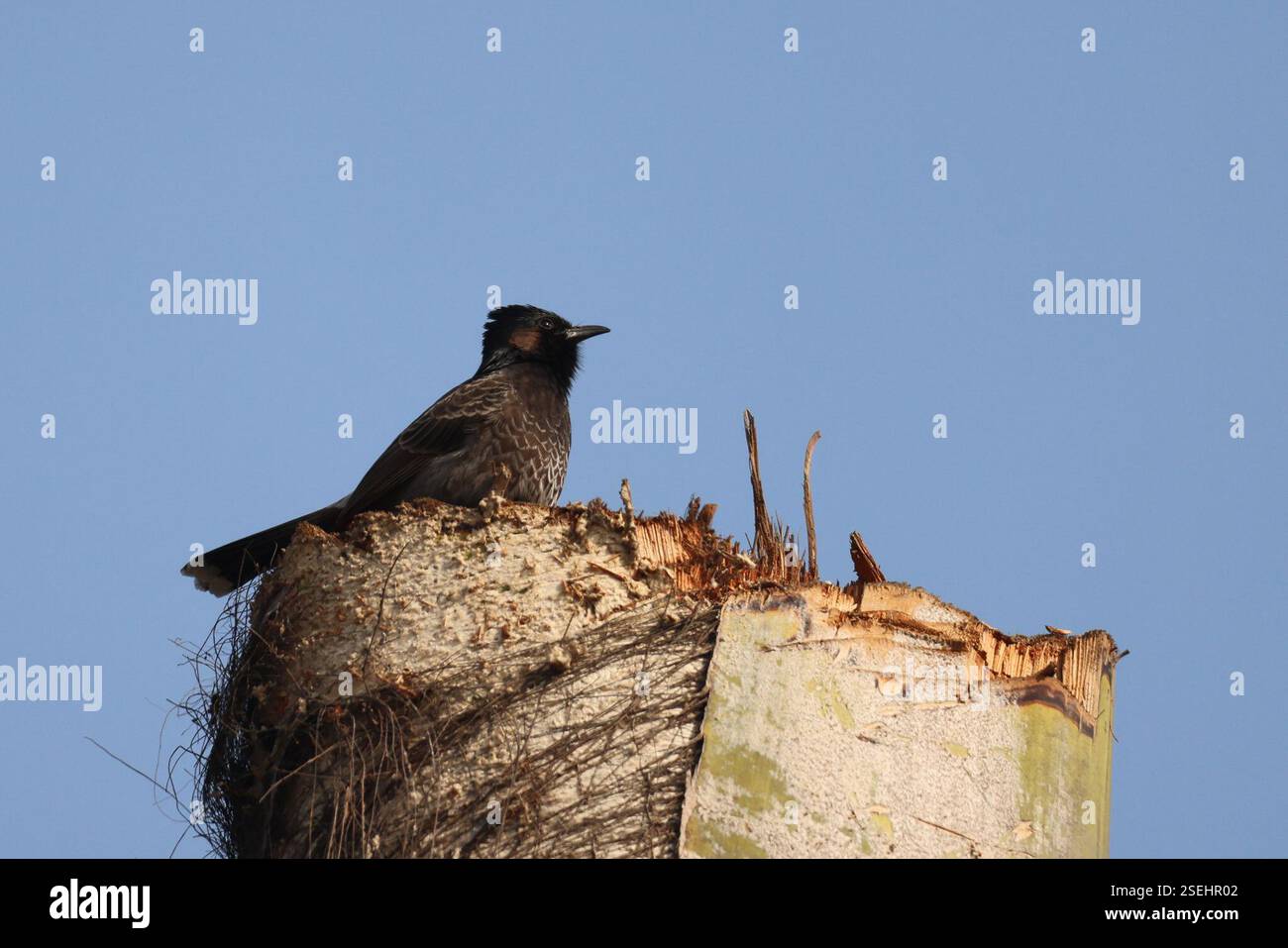 Red-vented Bulbul (Pycnonotus cafer), Aves, Lamatar, Nepal Stock Photo ...