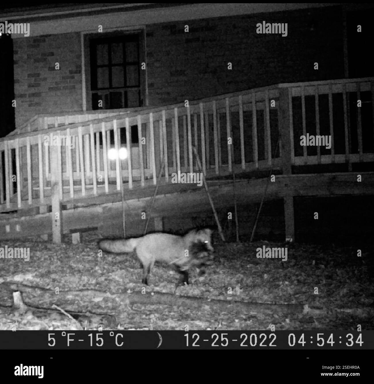 Eastern American Red Fox (Vulpes vulpes fulvus), Mammalia, 109 Pine ...