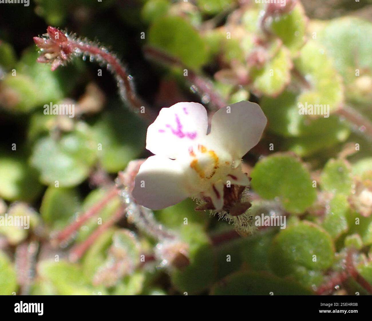 Dwarf Koenana (Diclis reptans), Plantae, uMgungundlovu District ...