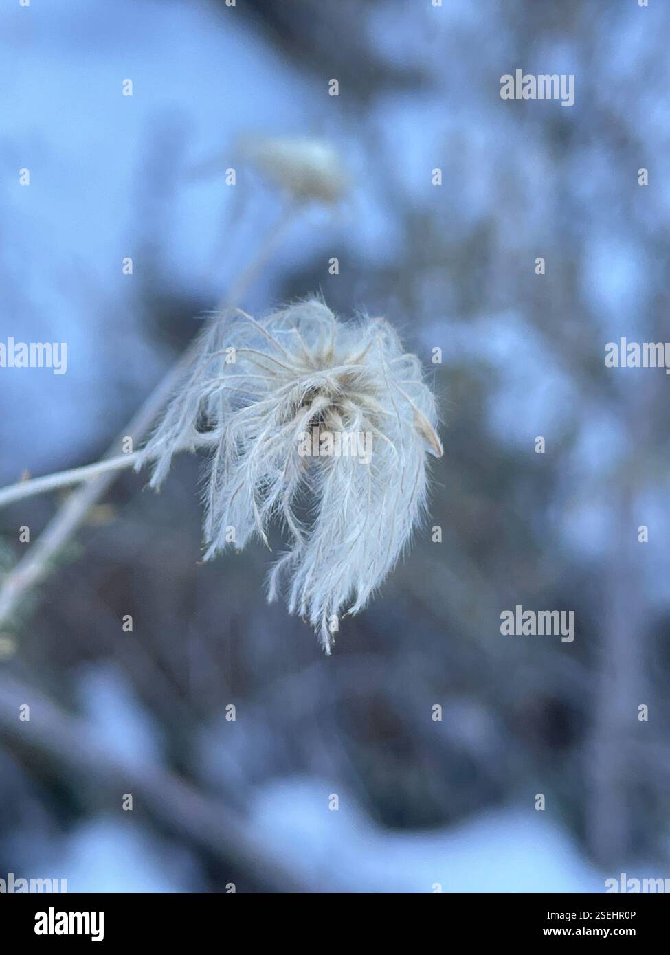 Apache plume (Fallugia paradoxa), Plantae, Clark County, US-NV, US ...