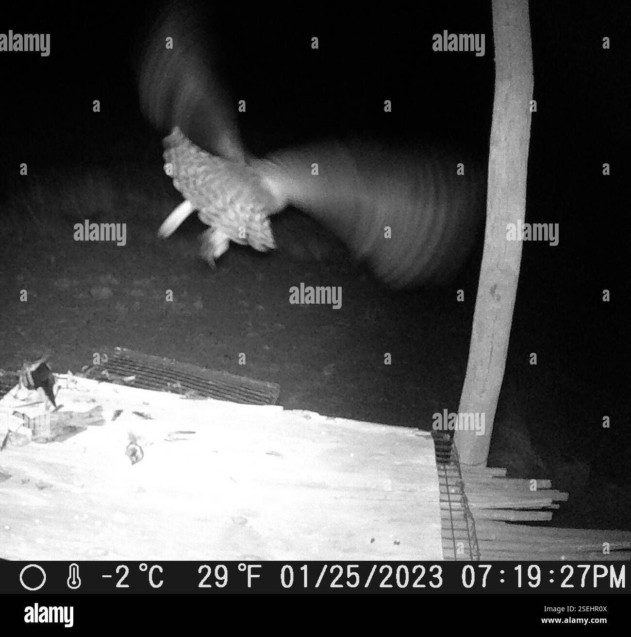 Cowbird trap hi-res stock photography and images - Alamy