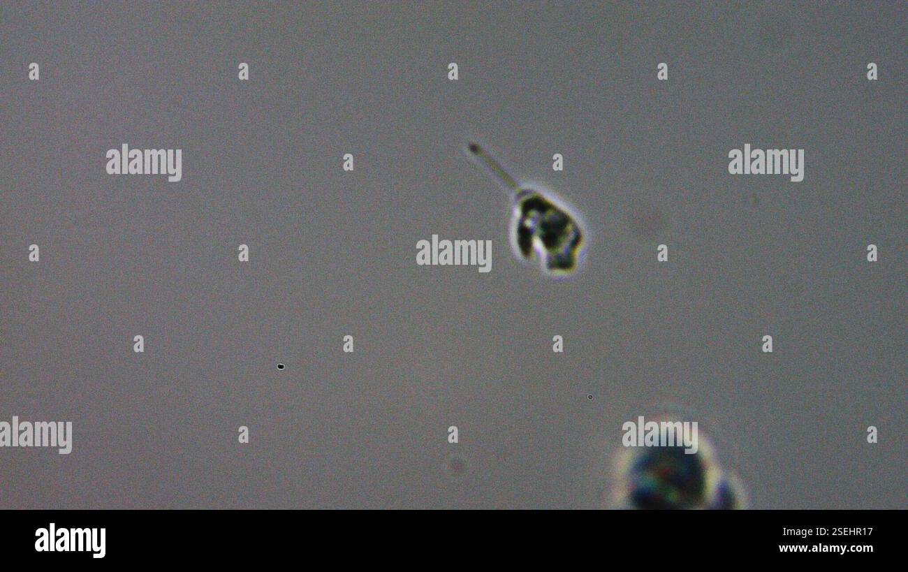 (Petalomonadida), Protozoa, Ukima, Kita City, Tokyo 115-0051, Japan ...