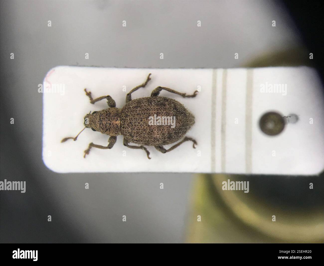 Strawberry Root Weevil (Sciaphilus asperatus), Insecta, Pointe-de ...