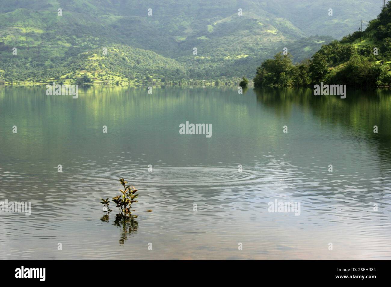 Small tender plant and big round ripple in Mulshi Lake, Pune ...