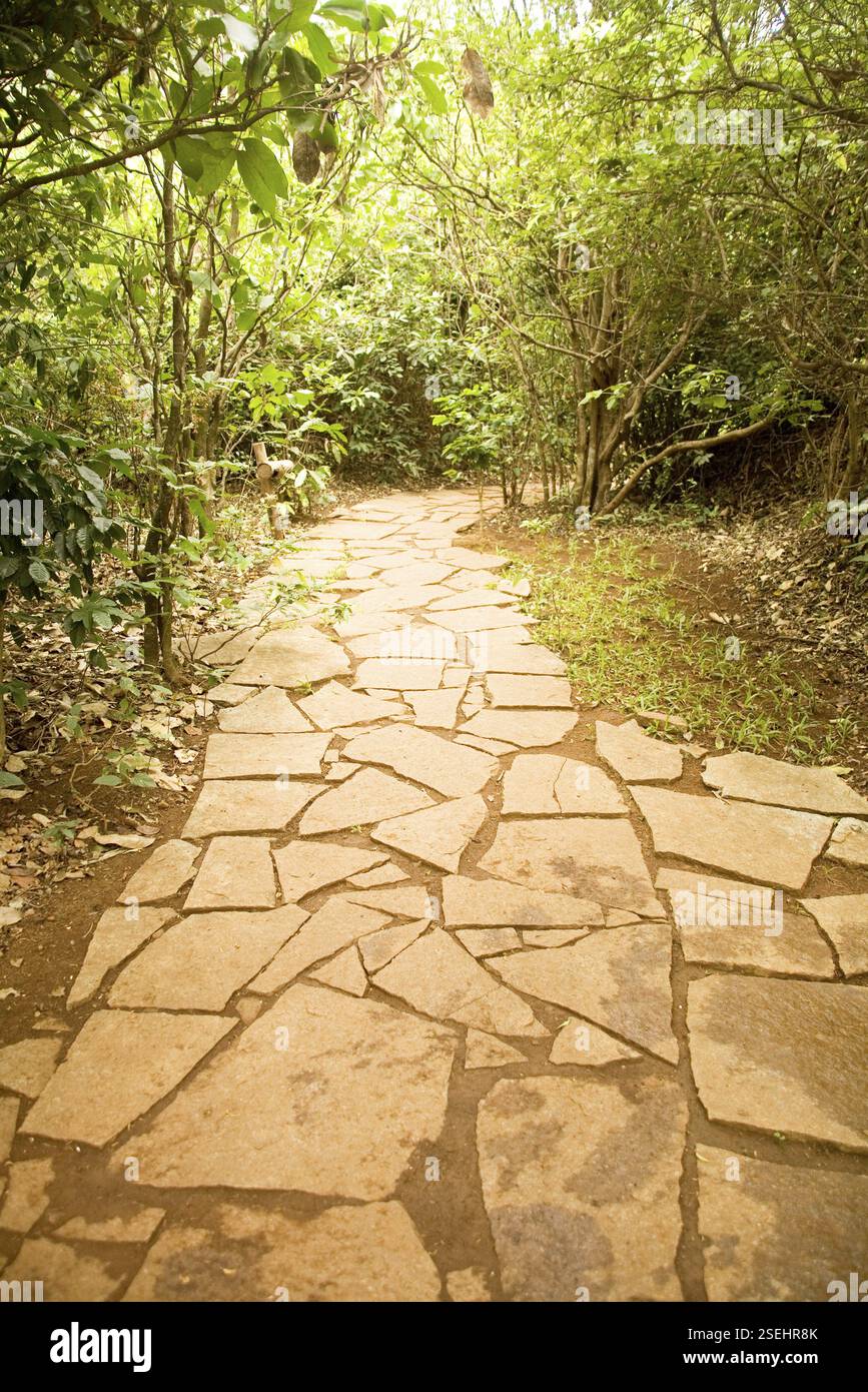Stone path in green trees, Palolem beach, Goa, India, Asia Stock Photo ...