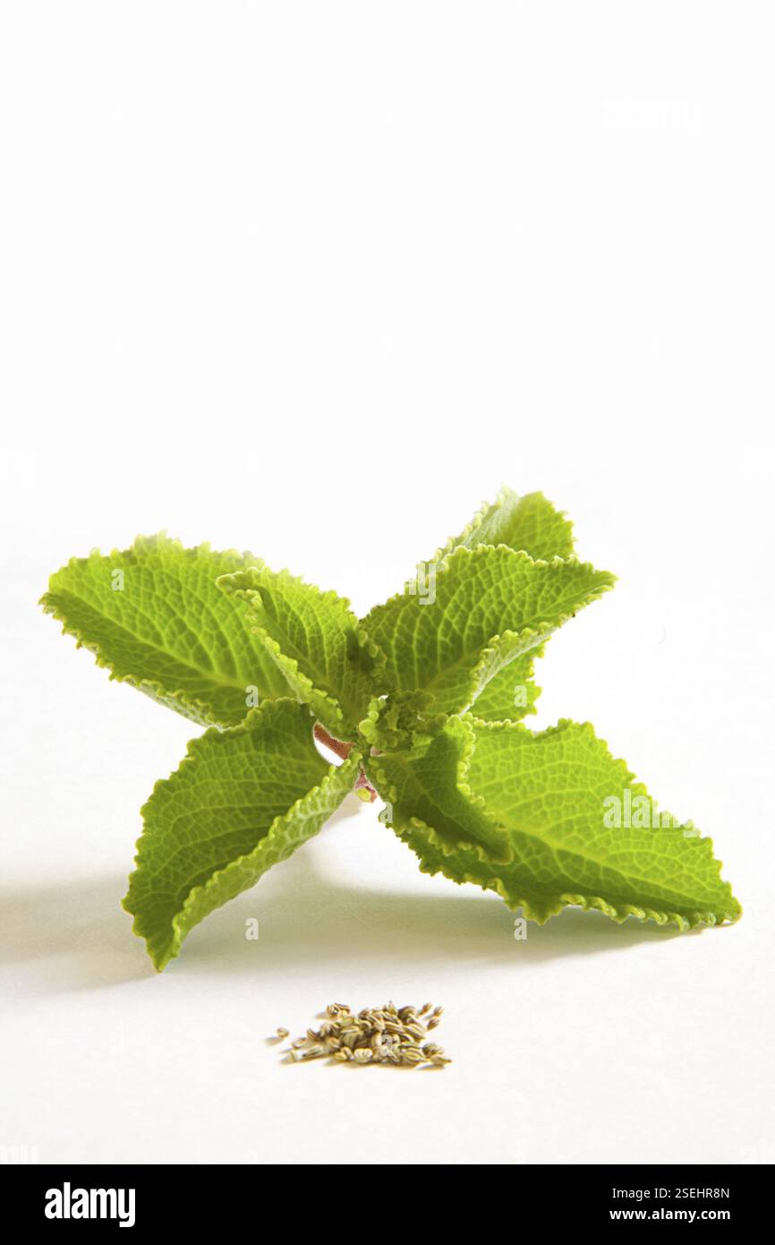 Indian species, Ajwain Ajowan Leaf and seeds Herbaceous plant Carum ...