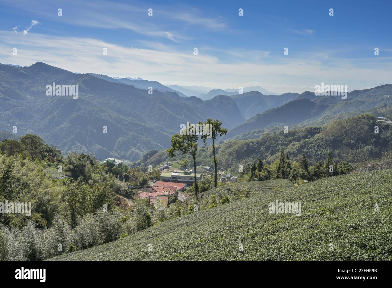 Tea plantation, terraces, mountain landscape in Zhuqi Township ...