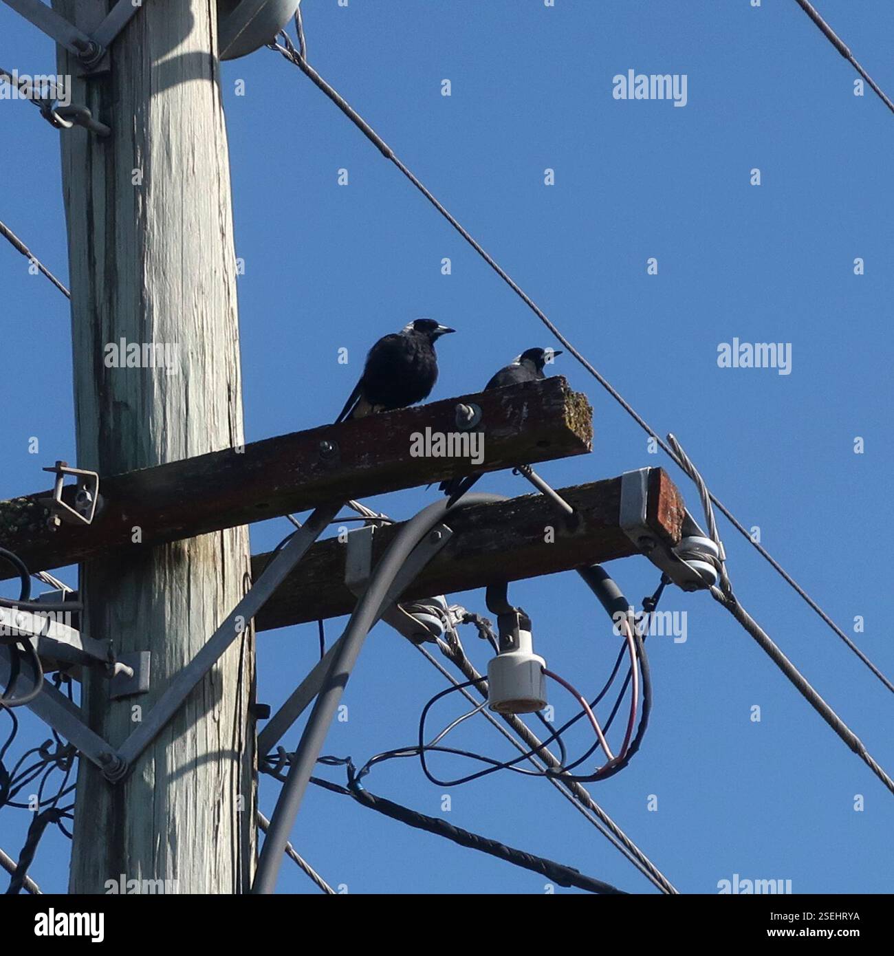 Tasmanian Magpie (Gymnorhina tibicen hypoleuca), Aves, Pamela Court ...